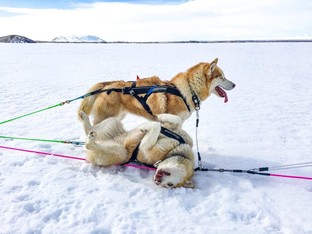 Snow Dogs: A Memorable Dog Sledding Experience in Iceland • Simply Angella