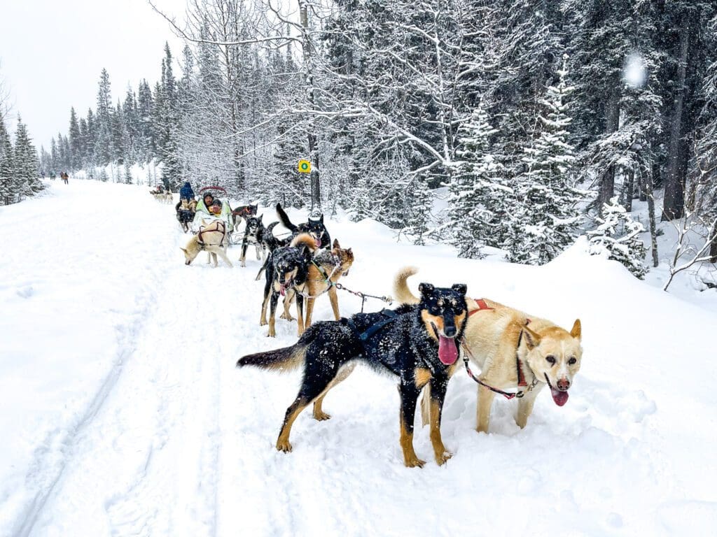 Dog Sledding in Banff National Park with Kingmik • Simply Angella