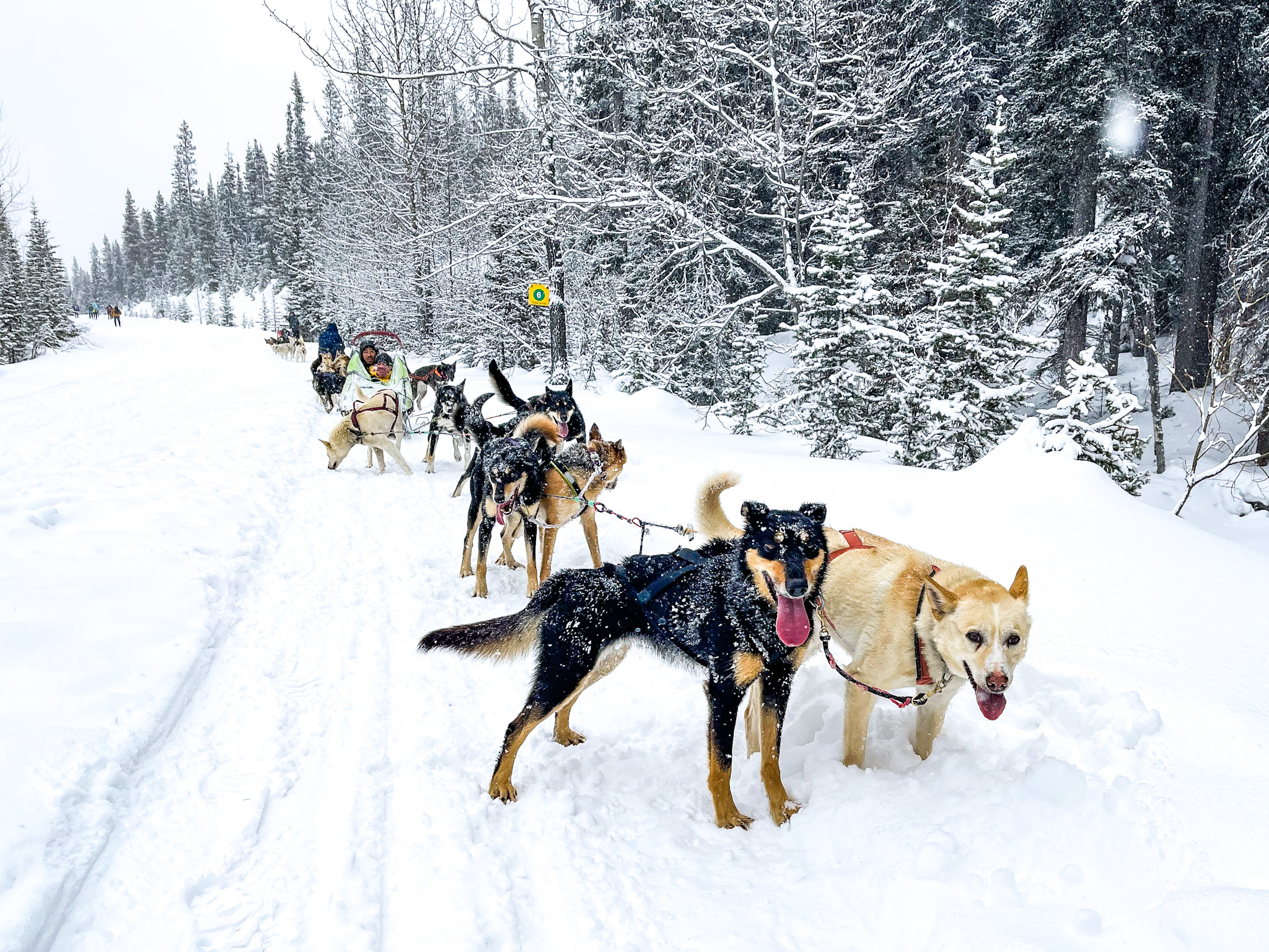 Dog Sledding in Banff National Park with Kingmik • Simply Angella